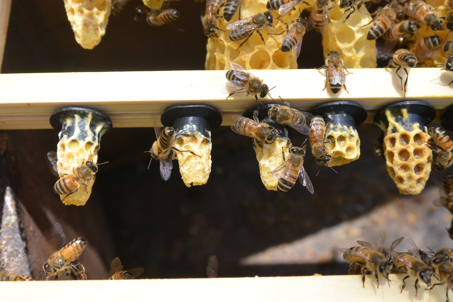 Twenty-One Queen Cells Richer - HoneyApple Hill